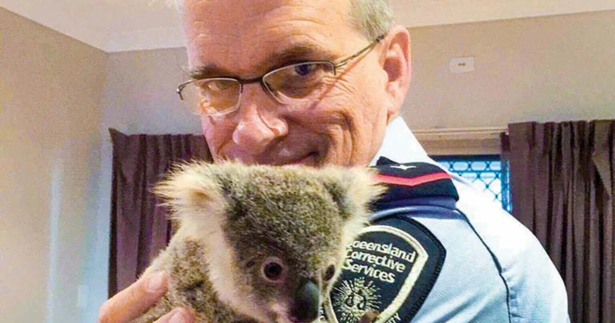 Springfield Lakes Mourns Koala Rescuer Peter Luker - Springfield Lakes